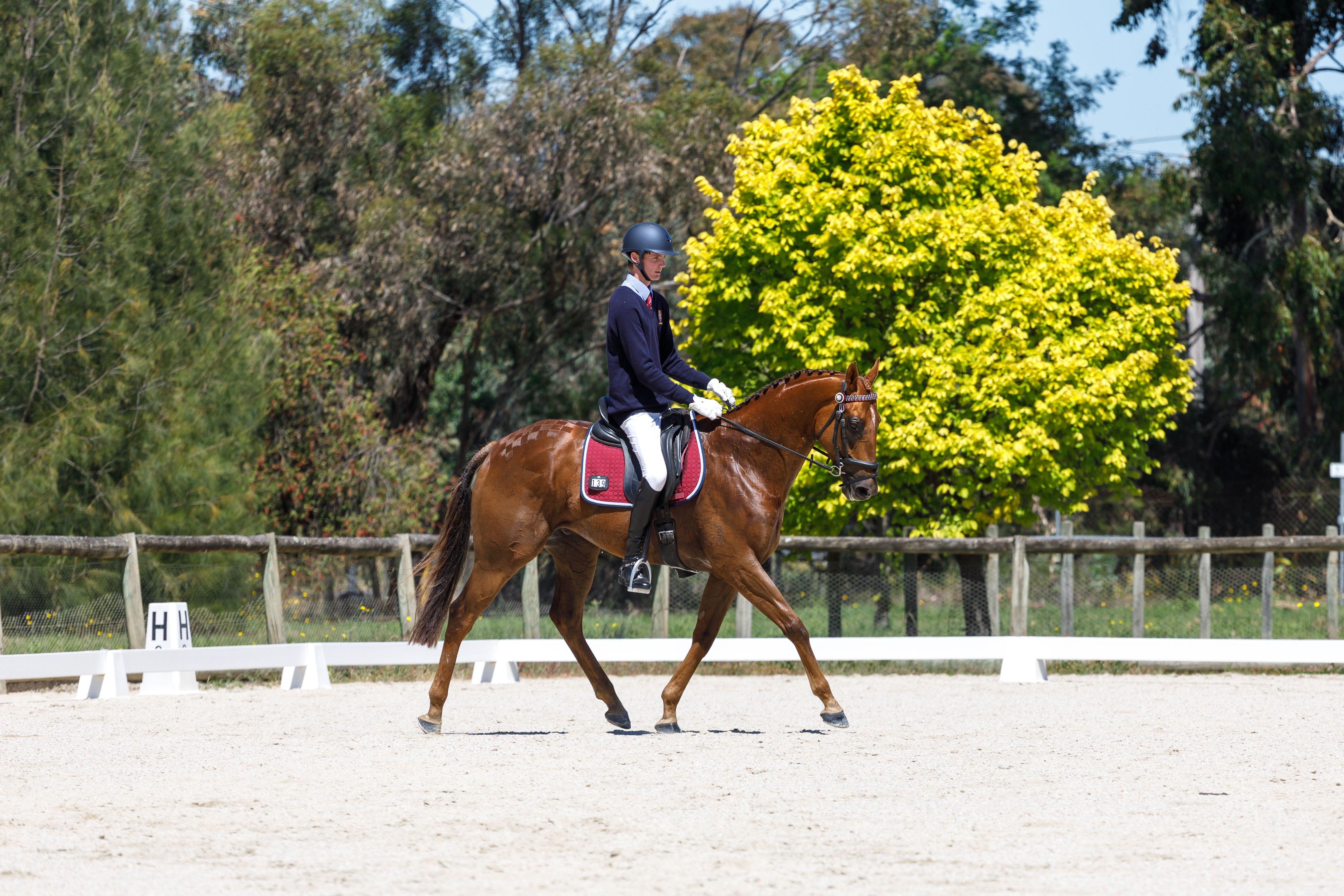 Horse Available | Equorum