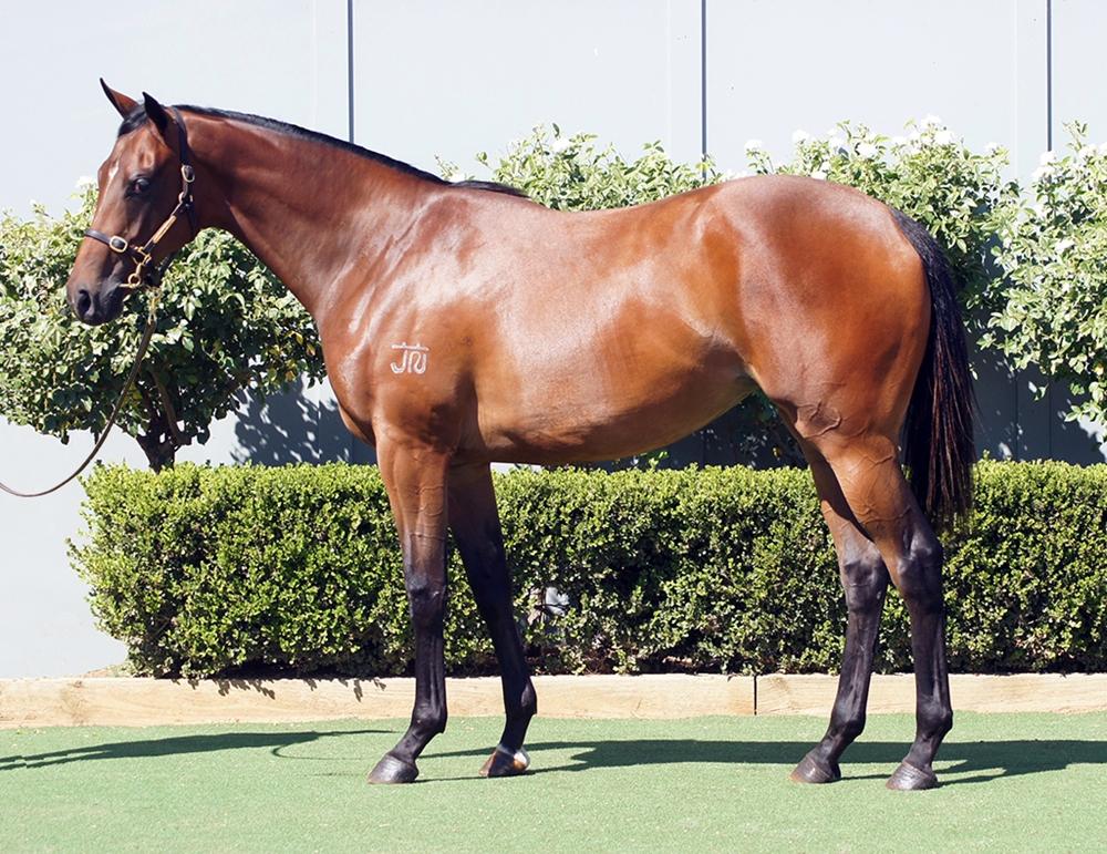 D'Argento x Where It Began '23 Filly(Thoroughbred)