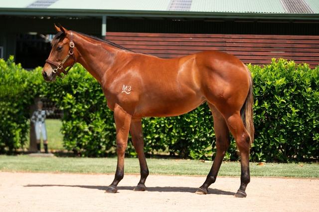 Horse Available | Sutton Racing