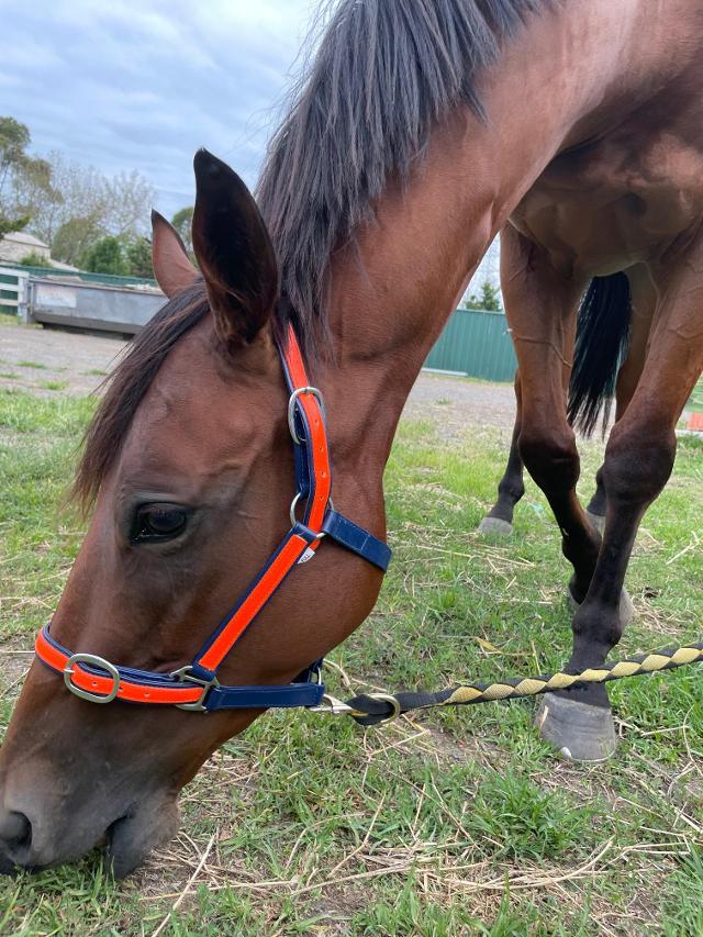 Home | Anthony Mountney Racing