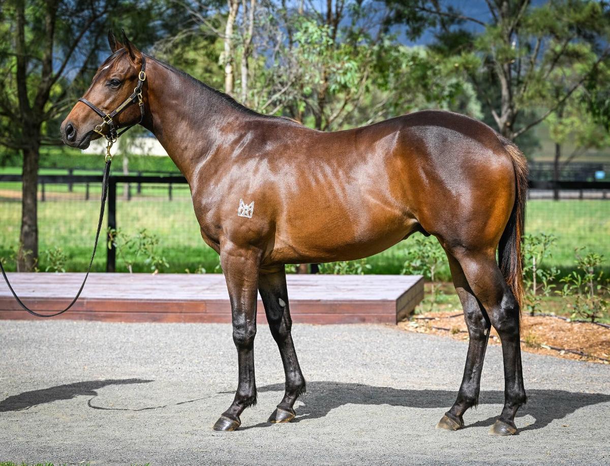 Brutal x Rock The World Colt | Bloodstock Exchange