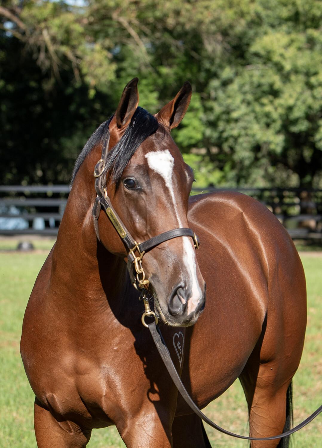 Horses Available