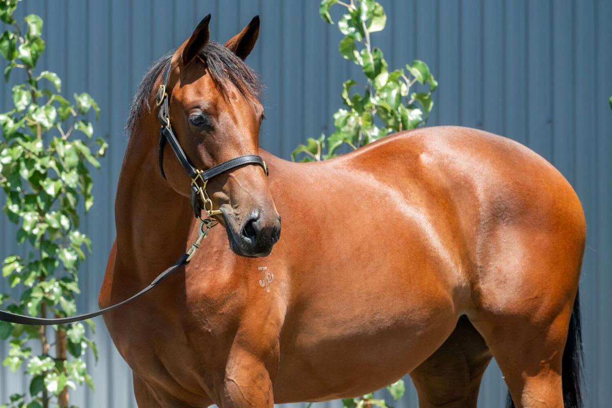 Racing Preview - 11/01/25