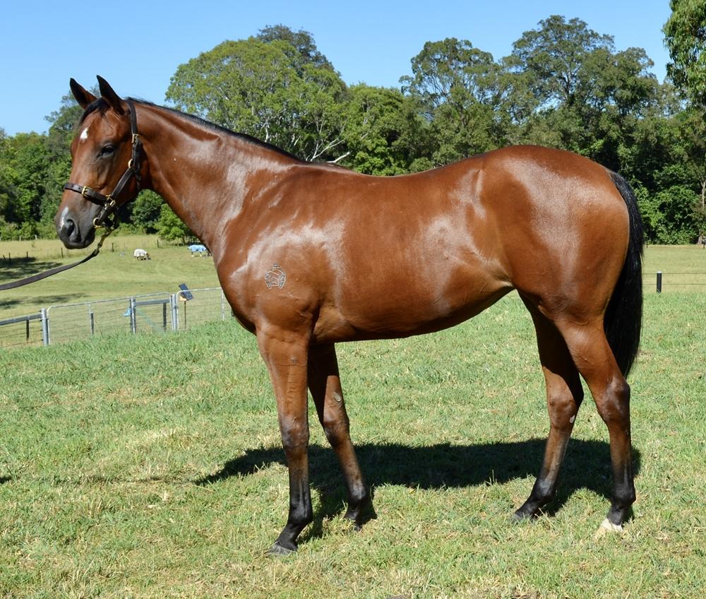 Captivant x Soosa Rama '23 Filly(thoroughbred)
