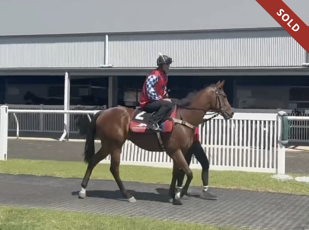 Alabama Express x Cathay '22 Filly(Thoroughbred)