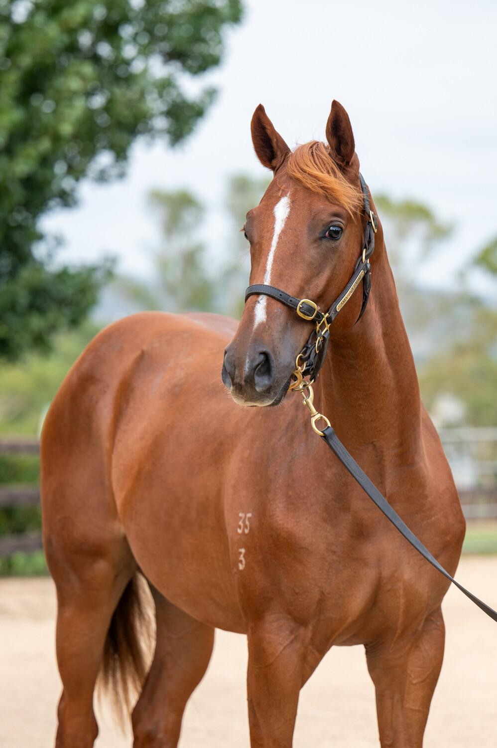 Admire Mars - Deodara Colt