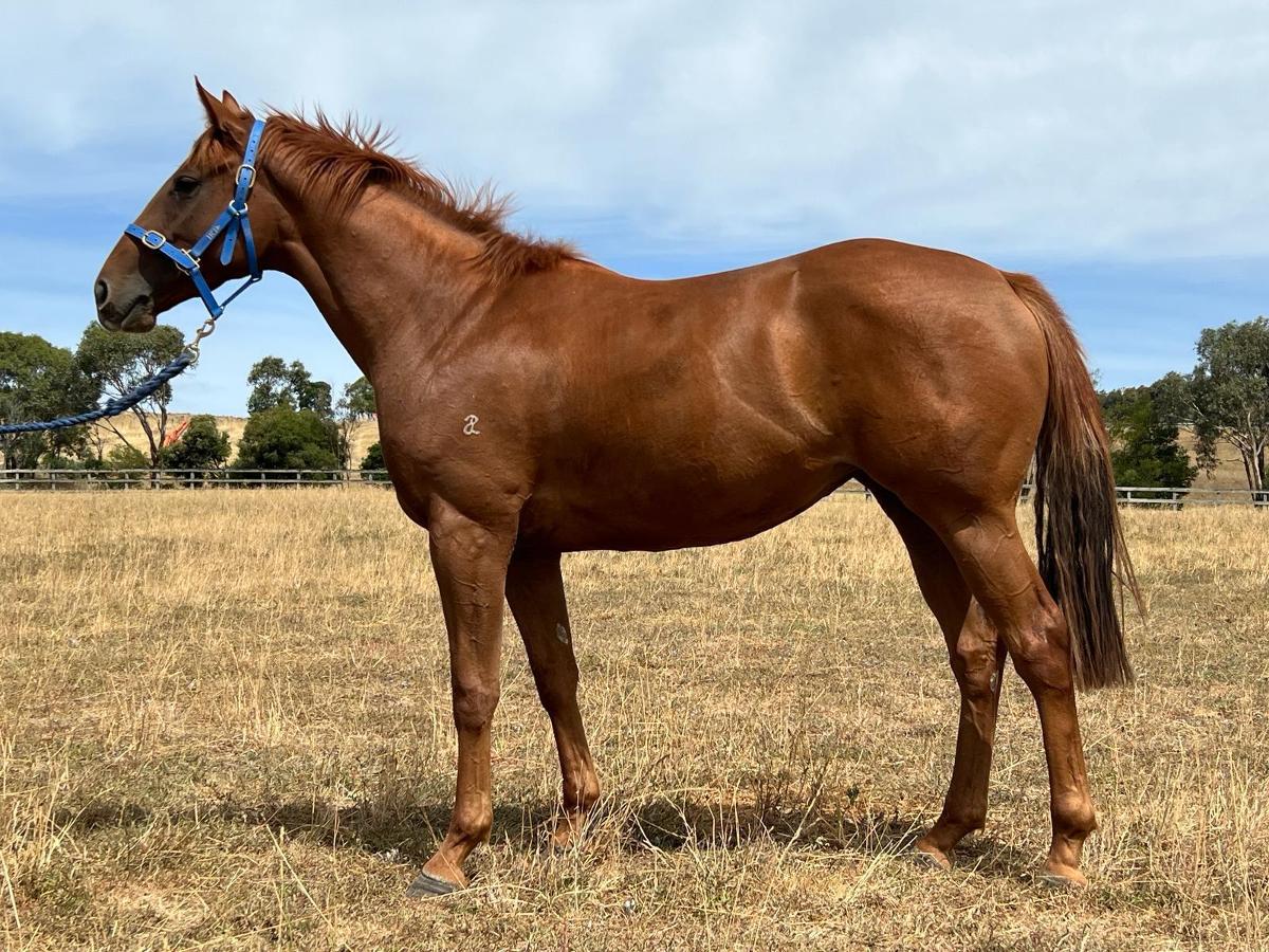 Racing Preview - 14/12/24