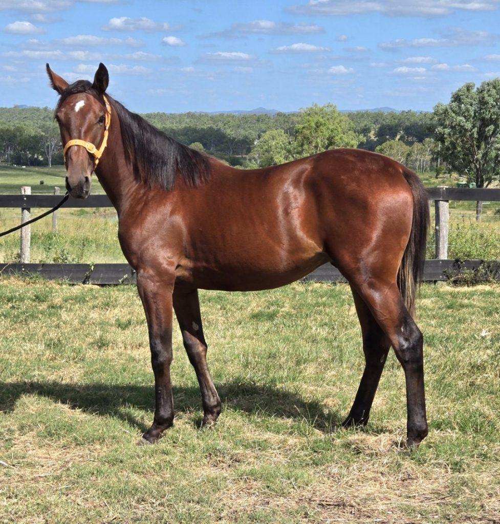 Art Major x Divinia Bellezza '23 Colt(Harness)
