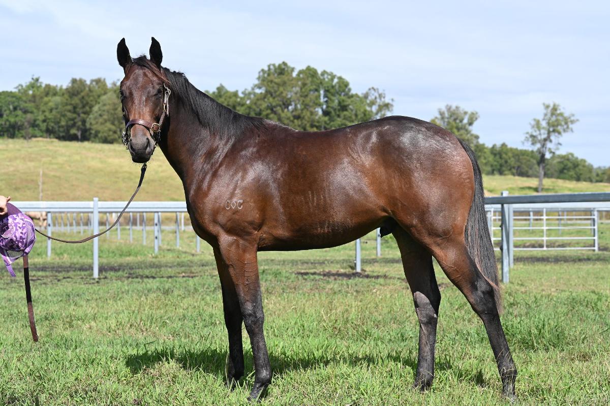 Lean Mean Machine X Azores 2 YO gelding | Bloodstock Exchange