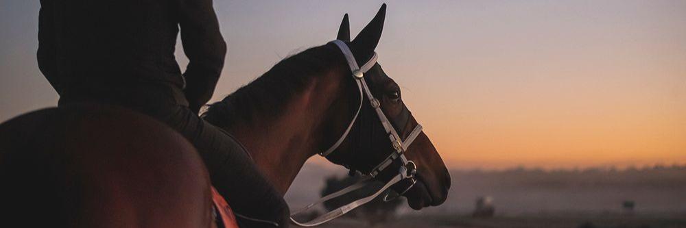 Welcome to Seib Racing A career in racing was always on the cards for ...