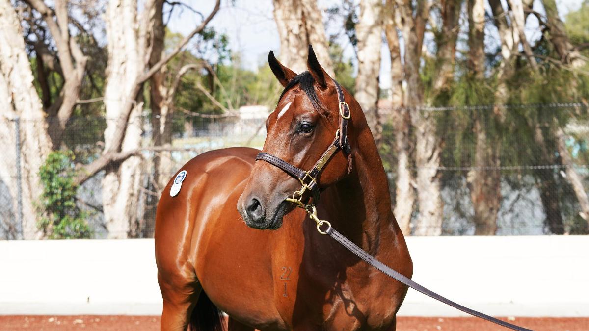 Two Outstanding Yearlings For Under The Sale Average