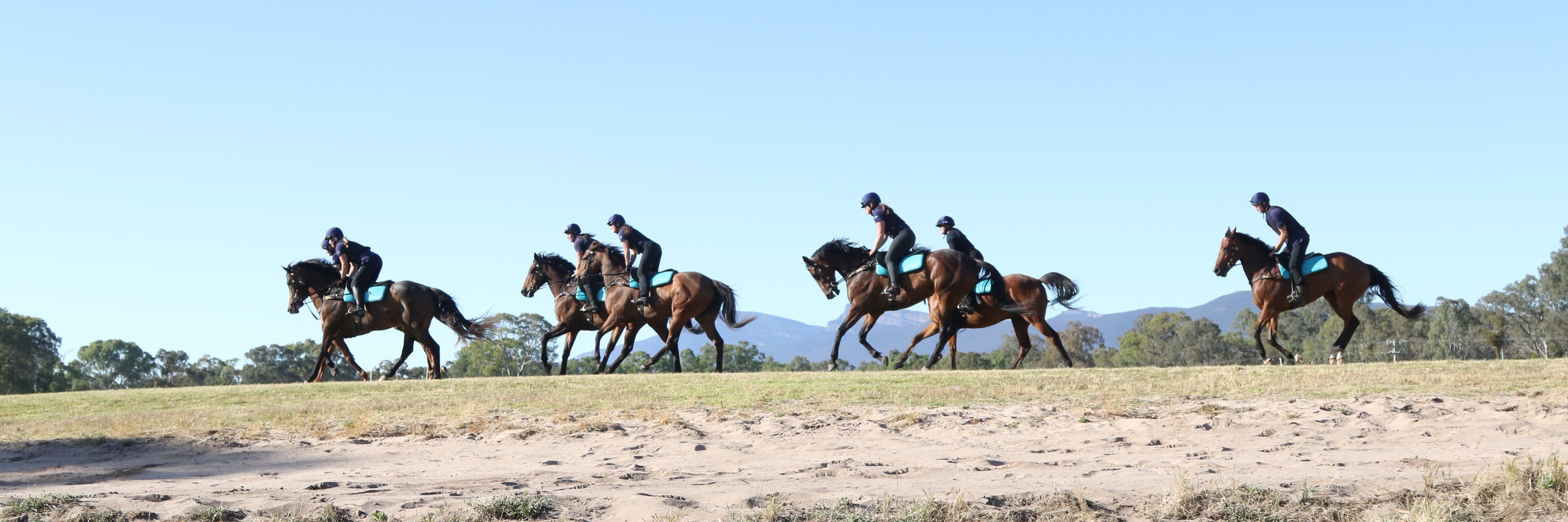 Horses Available