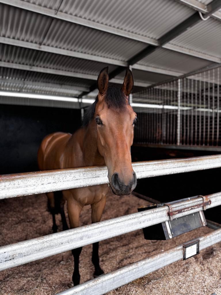 Racing Preview - 15/12/24