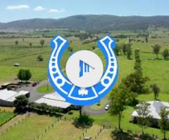 Acrobat x R H Danceing Queen 23 | Bloodstock Exchange