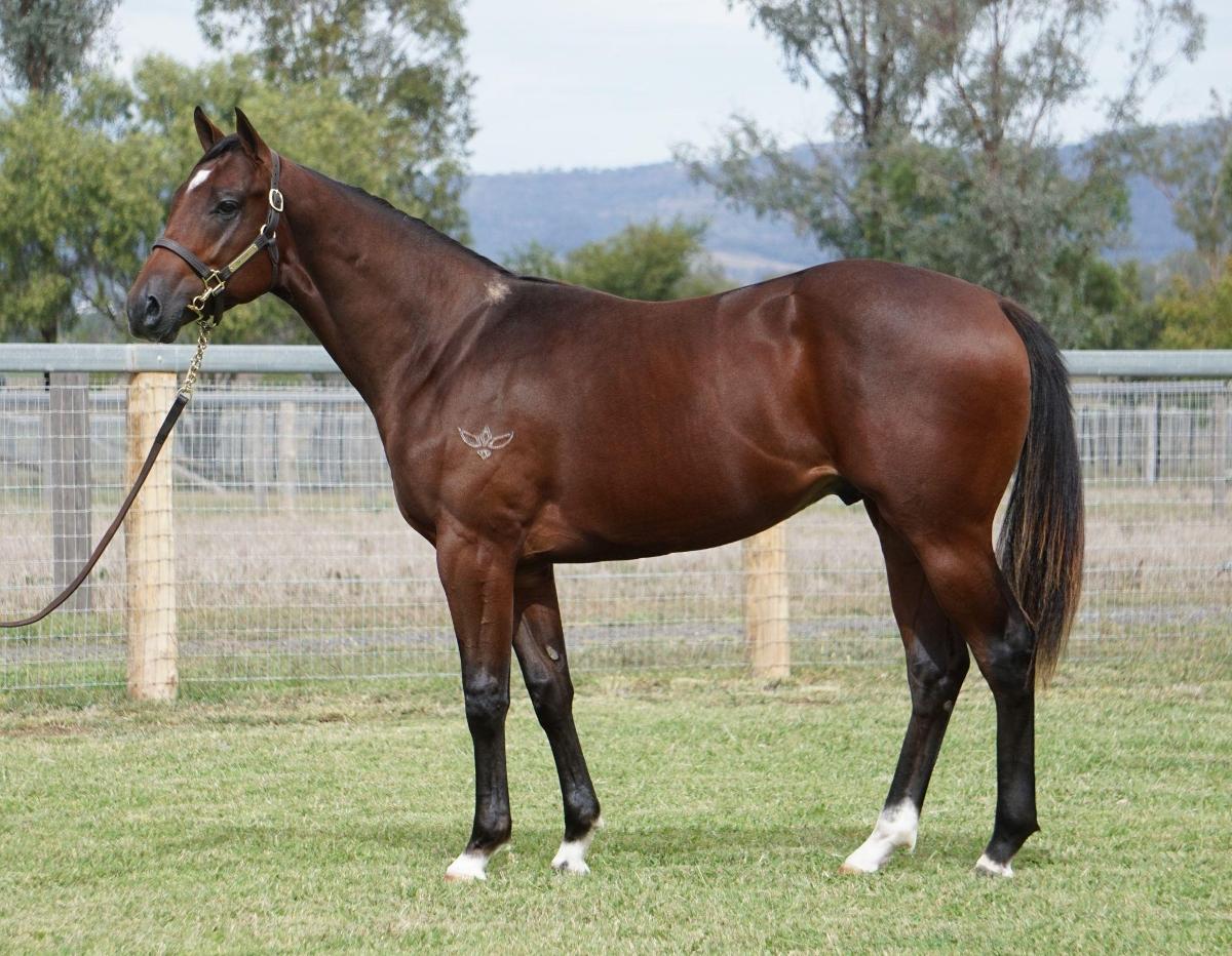 Pariah x Astral Miss | Bloodstock Exchange