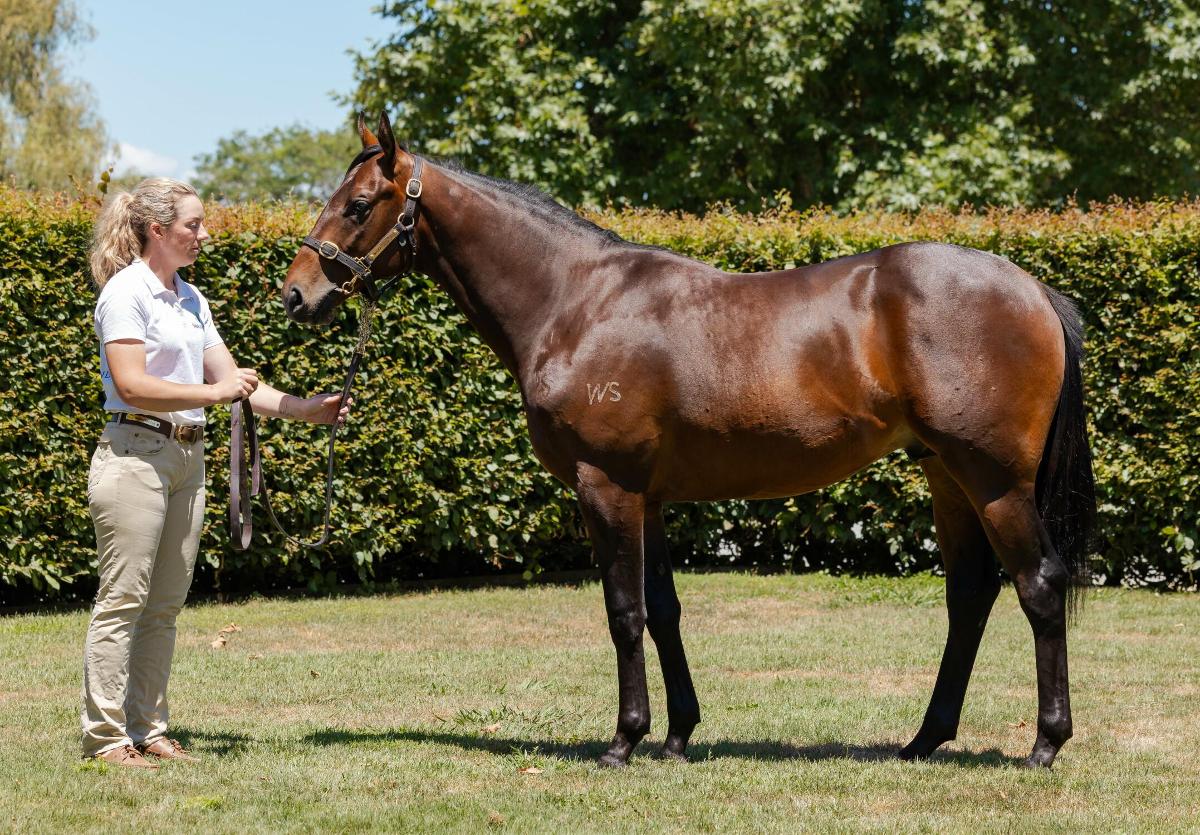 Super Seth x Greedy | Bloodstock Exchange
