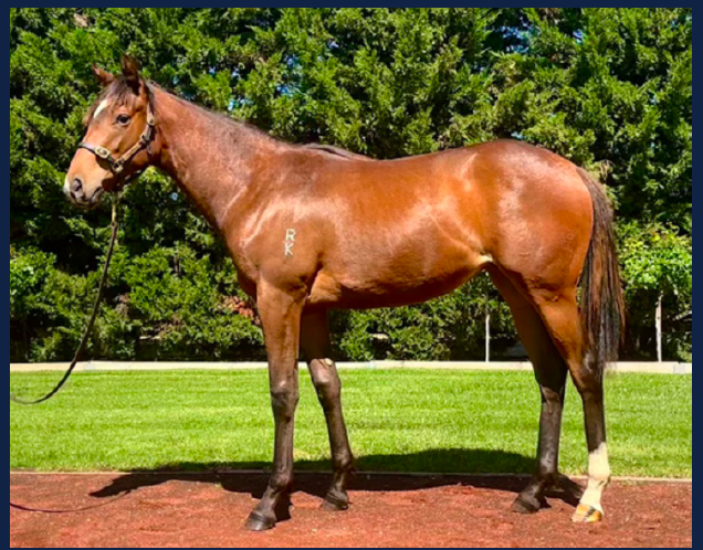 Home | Andrew Noblet Racing