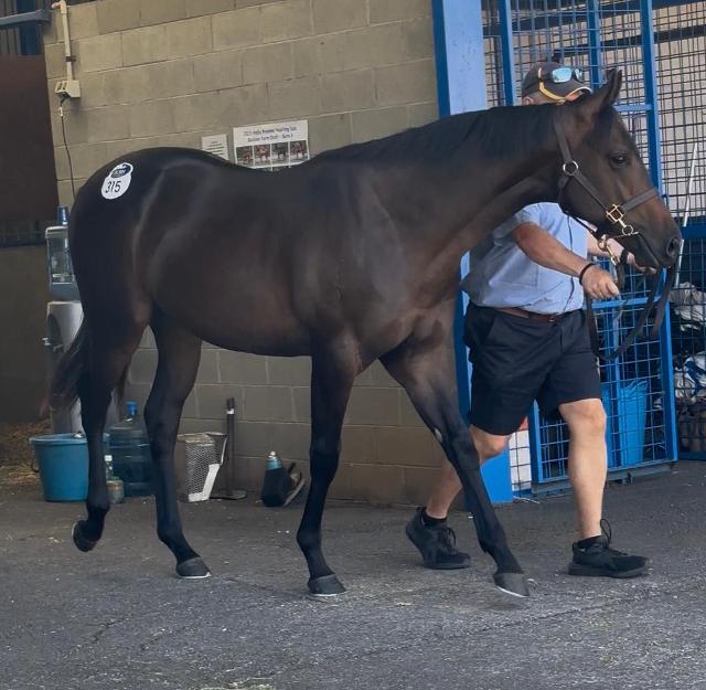 Harry Angel Colt | Bloodstock Exchange