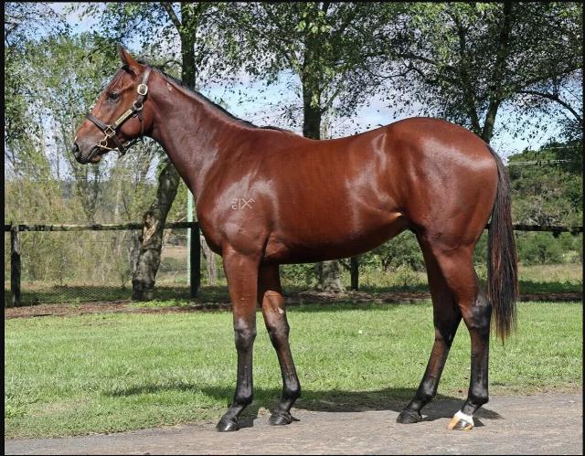 Horse Available | Austin Racing