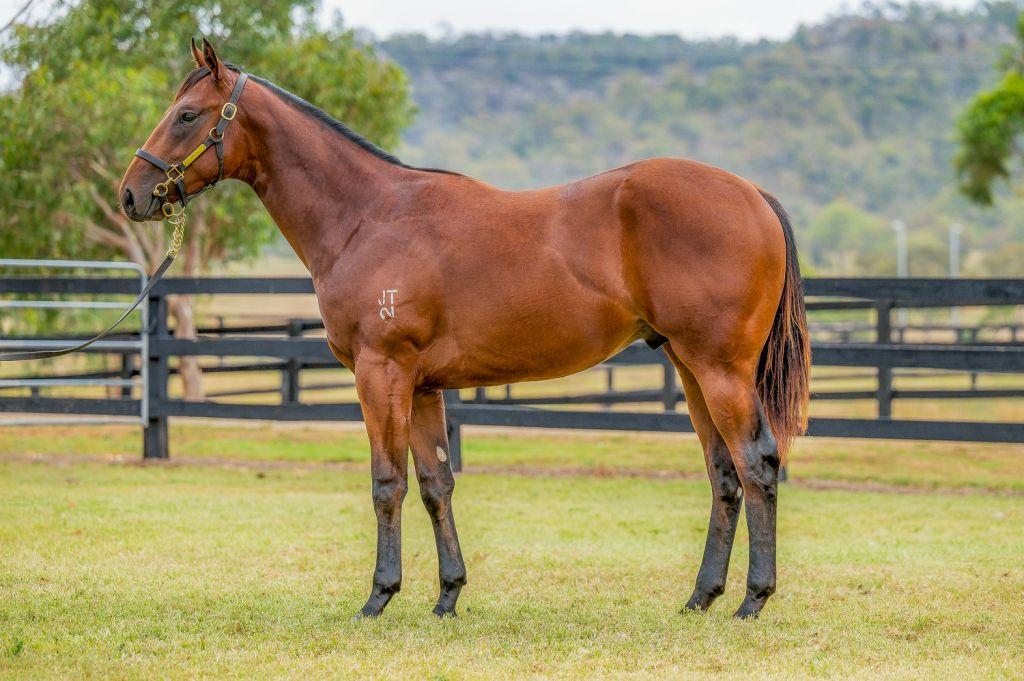 ZOUSAIN COLT FROM THE FAMILY OF DOUBTLAND & VILLA VERDE!