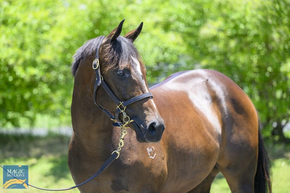 LADIES ONLY SYNDICATE - HELLBENT FILLY 5% available