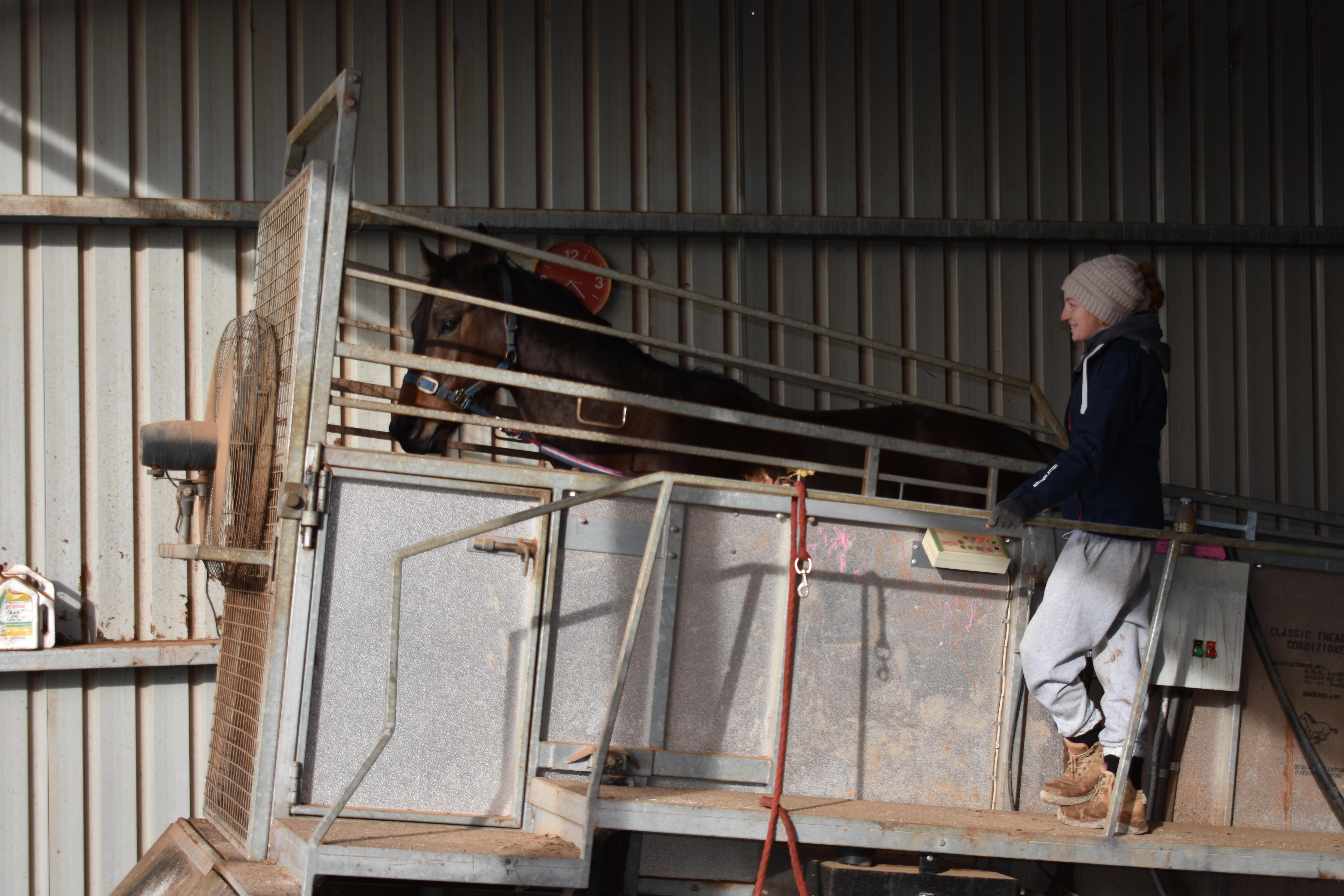 Experienced stablehand