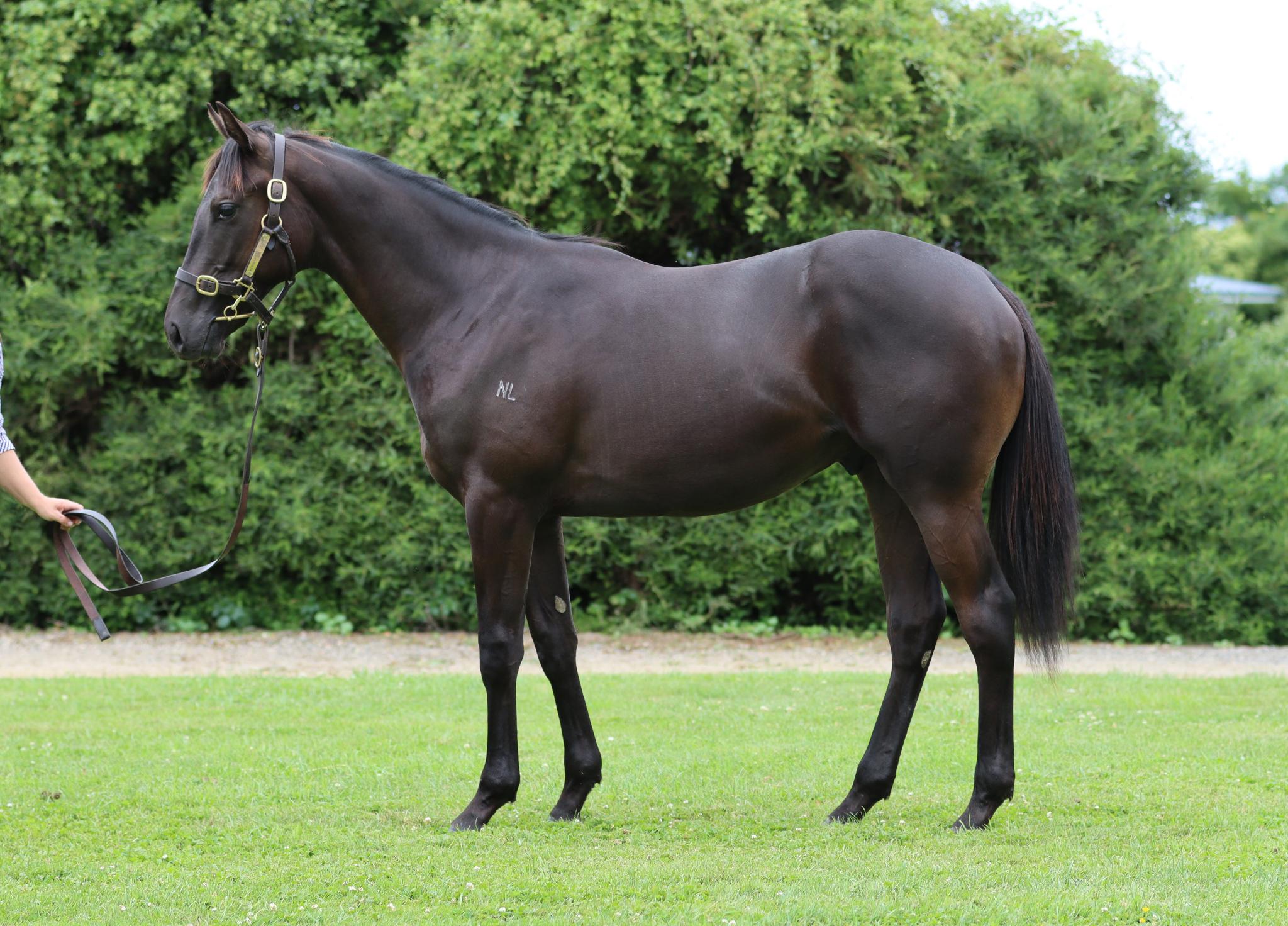 The Black Prince (Derryn) Impresses at Foxton Trial