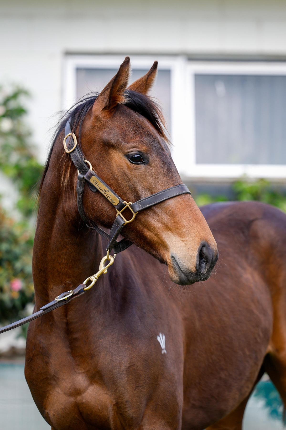 Staphanos / Mojo Yearling Filly