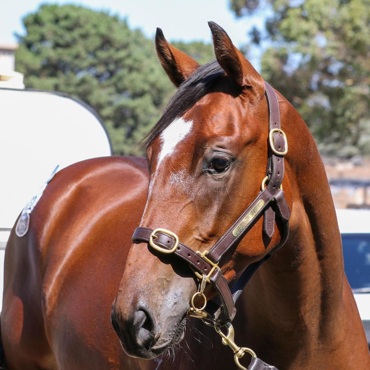 Trapeze Artist x Decoco | Bloodstock Exchange